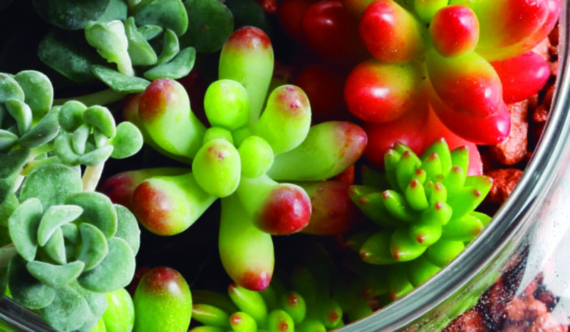 Succulent Catalog – Mother Earth News